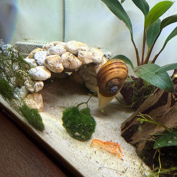 1960's Advertisement From Look Magazine Issue May 21, 1963 Falstaff ...