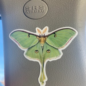 Luna Moth Vinyl Sticker - Etsy