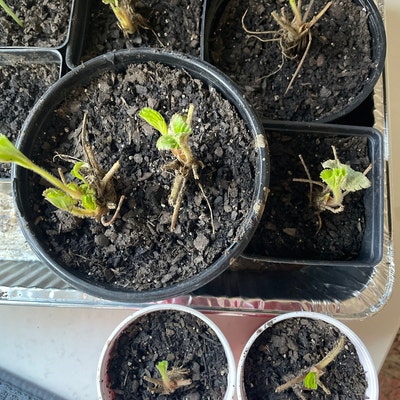 BLUEBELL Grape Vine 1 Bare Root Live Plant PREORDER Ship in April - Etsy