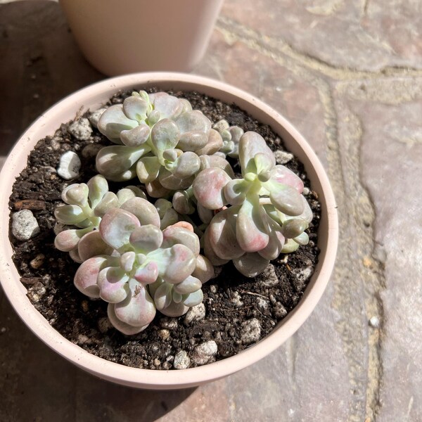 5" Live Succulent Plants, Graptopetalum Ellen, Easy Care Plants - Etsy