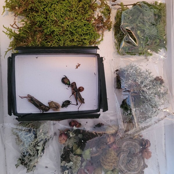 Unique Large Real Preserved Spider Web Cruelty Free Yellow Garden ...