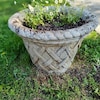 Sedum Solar Spice, Stonecrop Succulent, Cold Hardy Evergreen Carpet ...