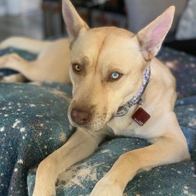 Frosted Dog Tag, Personalized Dog Tag, Dog Id Tag, Cat Name Tag, Pet ...