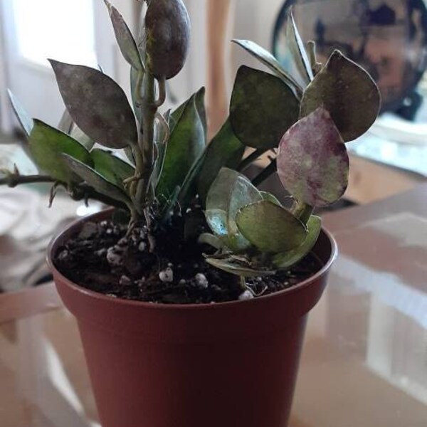 Elliot Planter Speckled Ombré Ceramic Pot in Multiple Sizes - Etsy