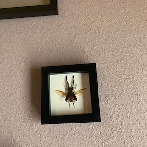 Golden Metallic Stag Beetle cyclommatus Metallifer Deep - Etsy