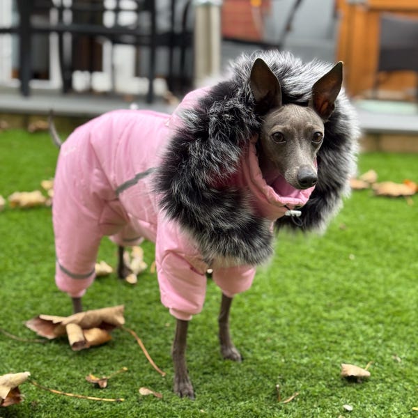 Dog Winter Clothes - Bright Overall - Snowsuit - Dog Full Body Suit ...