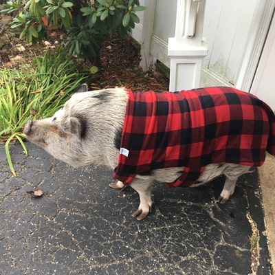 Fleece Strap Sweater Double Layer Pig Coat With Leash Hole Mini Pig ...