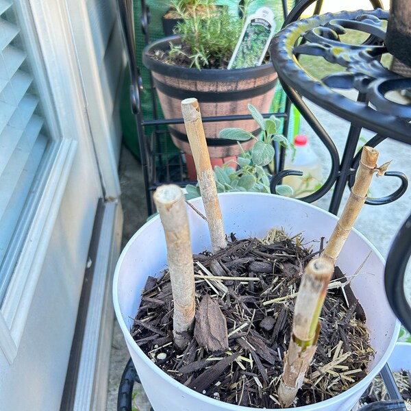 Root Beer Plant (hoja Santa) - Etsy