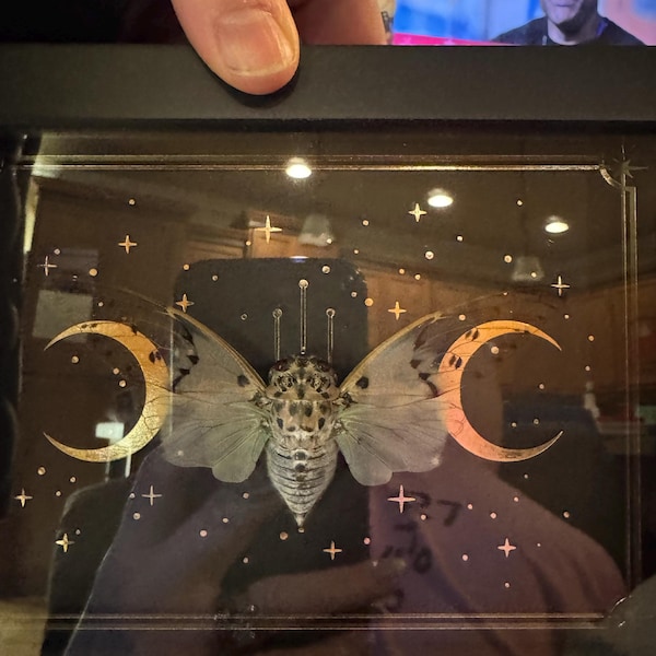 Real Framed Ghost Cicada Ayutha Spectabilis Shadow Box Frame Insect ...