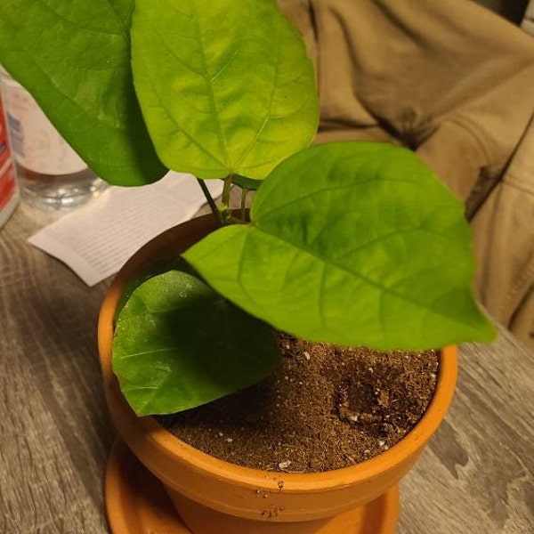 Voodoo Queen**small Rooted Tropical Hibiscus Starter Plant**ships Bare ...