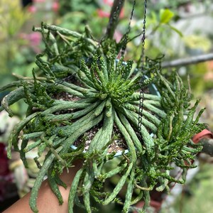 2, 4, 6 Pot of Eve's Pin Needle Cactus - Etsy