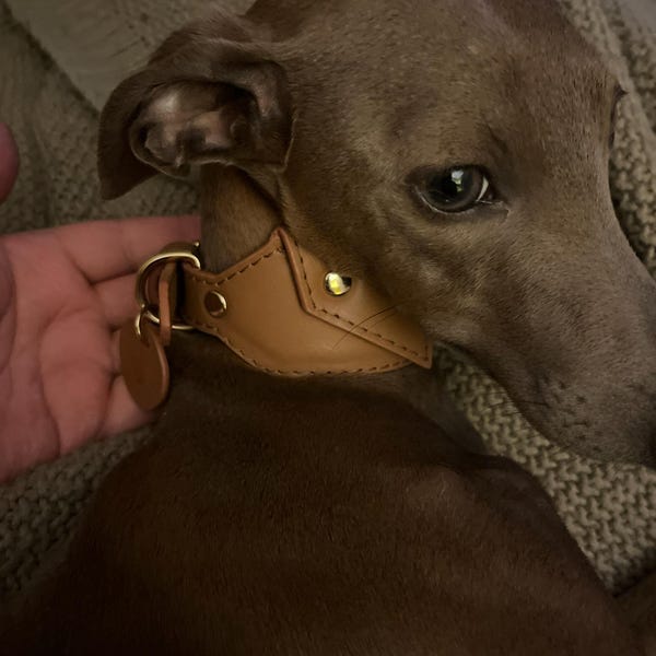 Personalized Engraved Silver Thick Stainless Steel Pet ID Tag Quick ...