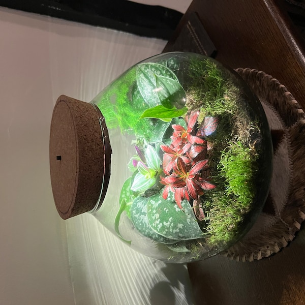 Terrarium Cork With Light - Various Sizes | Cork Lid Stopper Large Size ...