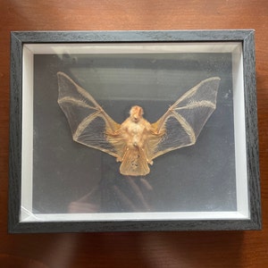 Framed Black Mimathyma Chevana Butterfly Home Decor China - Etsy