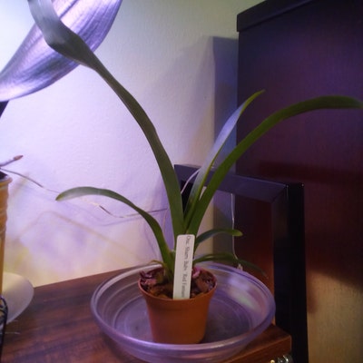 Oncidium Sharry Baby 'red Fantasy', Famous Orchid With Chocolate ...