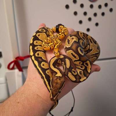 Customizable Ball Python Miniature / Figure / Sculpture / Necklace ...