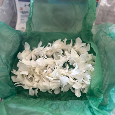 Hawaiian Lei Fresh White Orchid Lei. Fresh Lei From Hawaii. Ships Fast ...
