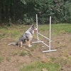 Dog Agility Weave Pole Training Guide Wires FREE SHIPPING - Etsy