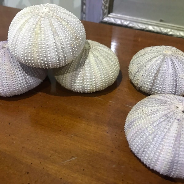 Two Large Antique Broken Conch Shell Beach Decor. Collectible Drift ...