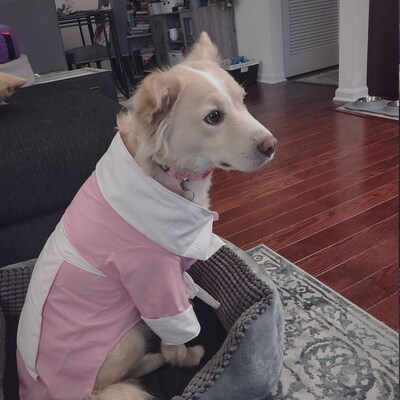 DOG COSTUME , Sock Hop Dog Costume, Halloween for Pets, Dog Clothes ...