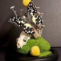 Real Butterfly ,spread Butterfly Princeps Maackii Butterflies, Nature ...