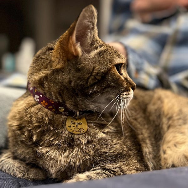 Stainless Steel Cat Tag, Cat Name Tag, Personalized Cat Tag, Pet Cat ...