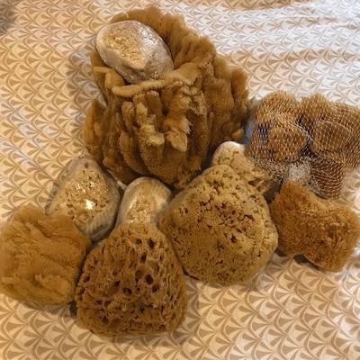 Gulf Coast Florida Horse Conk Shell - Etsy