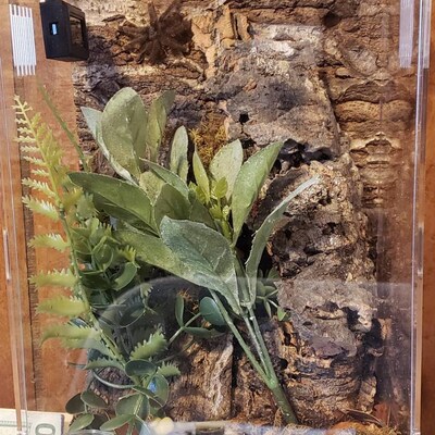 Phase 22 Cryopak 4 Pack - Etsy