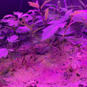 EcoSeeds - Etsy