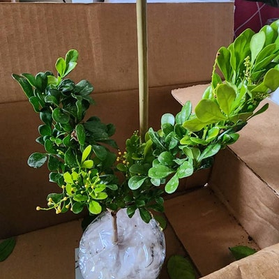 Chinese Perfume Tree, Chinese Rice Flower, in 4 Pot Aglaia Odorata - Etsy