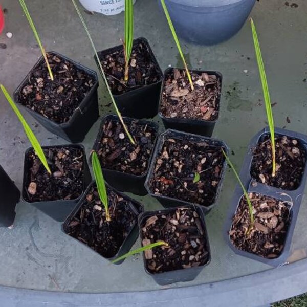 10 Pindo Palm Seedling Starts Butia Capitata - Etsy