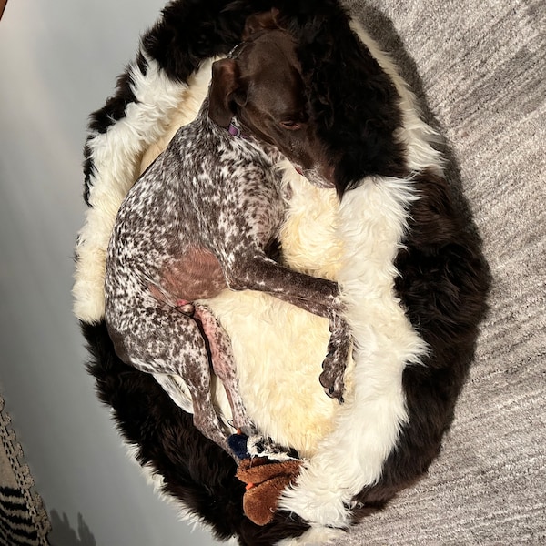 Genuine Icelandic GOLD Sheepskin Rug, Pelt, Carpet, Giant Sheepskin Rug ...