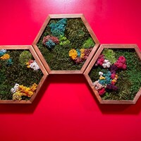 Hexagon Moss Wall Art Moss Wall Decor Preserved Moss Art Framed Moss ...