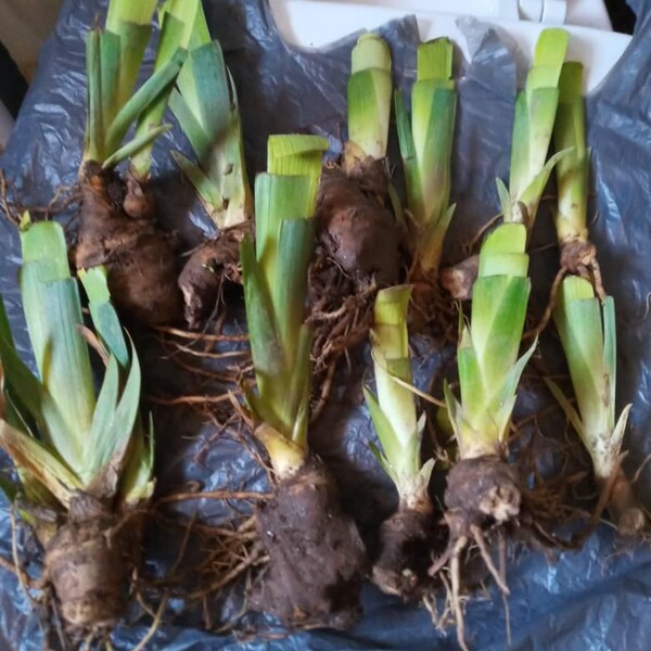 100ct Organic Curly Dock Seed Rumex Crispus Seed - Etsy