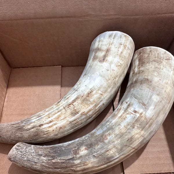Steer Horn (one Horn Only) Raw Natural Cow Horns Bull for Black Powder ...