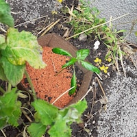 Cold Hardy Chili Pepper Seeds - Capsicum Flexuosum, Aka February Fire ...