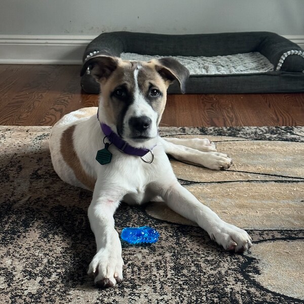 Double Pup Parcel - Doggy Gift Box - EIGHT Toys/treats! - Etsy