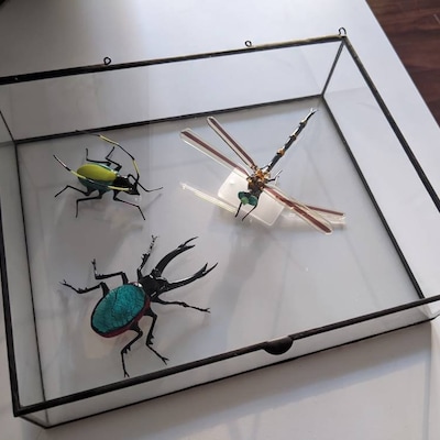 12x12x12 Inch Tall Wood Base Display Case Plus Other Sizes - Etsy