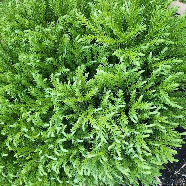 Dwarf Japanese Cedar | Cryptomeria Globosa | Available 3 Different ...