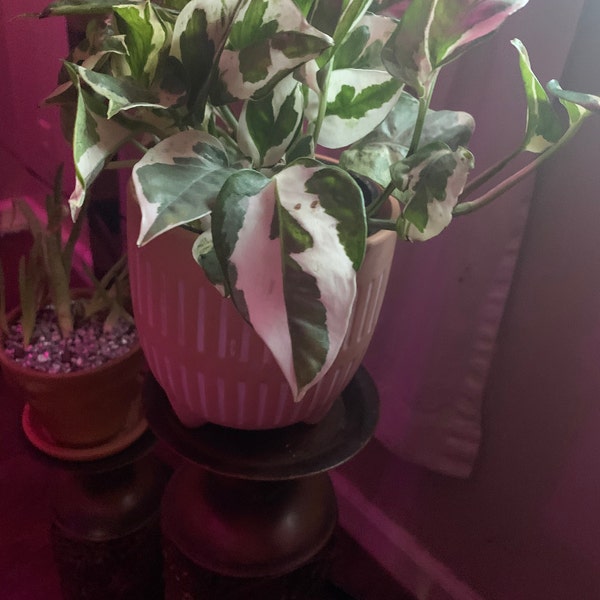 Opheliaplants - Etsy