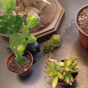 Mini Nopalea Cochenillifera ‘cochineal Nopal’ Green Cactus Rare ...