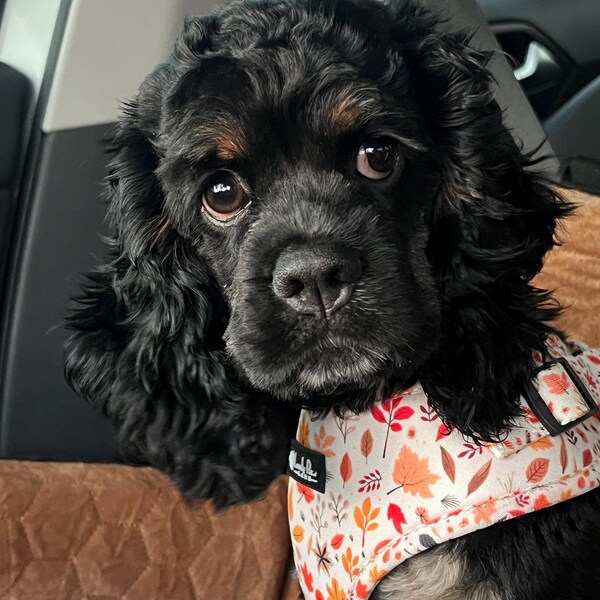 Fall Essence Dog Walking Bundle Sets, Harness, Collar, Leash, Bandana ...