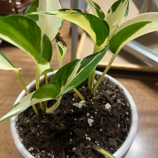 Rare Manjula Potho/mutant Manjula/hybrid Manjula High Viraigation ...