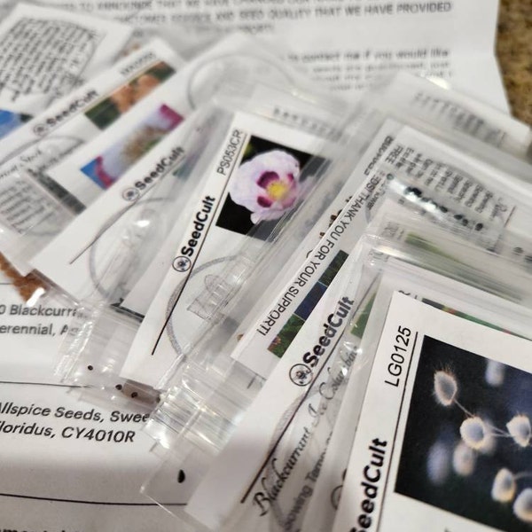 50 Apricot Column Stock Seeds, Highly Fragrant Column Stock, Matthiola ...