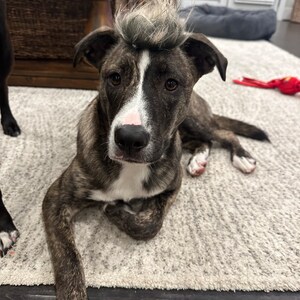 Dog Mohawk Size Large - Etsy