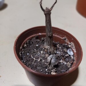 Bonsai Mint plectranthus Ernstii Caudex - Etsy