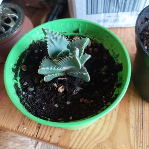 String of Bottons Hottentot Crassula Marnieriana Crassula - Etsy Canada