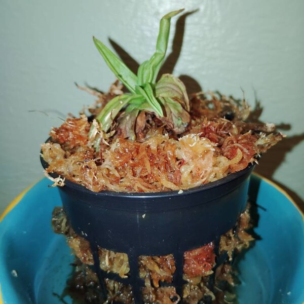 Carnivorous Spoon Leaf Sundew Drosera Spathulata Plant 3 Inch Pot - Etsy