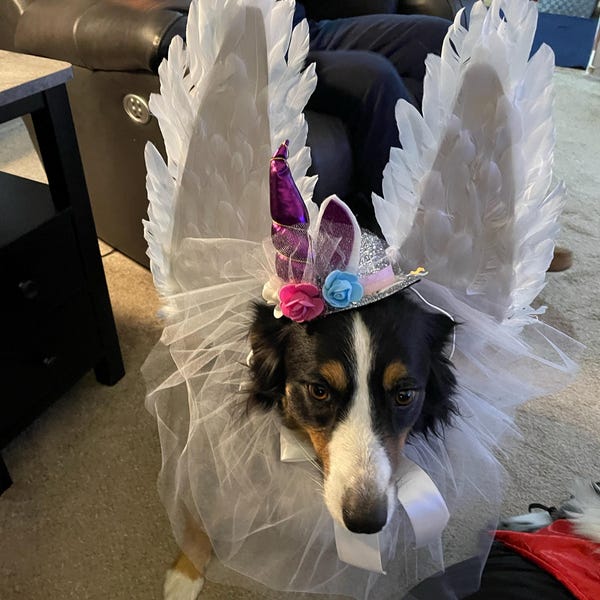 Halloween Angel Wings for Dogs Red Black or White or Pink Dog Costume ...