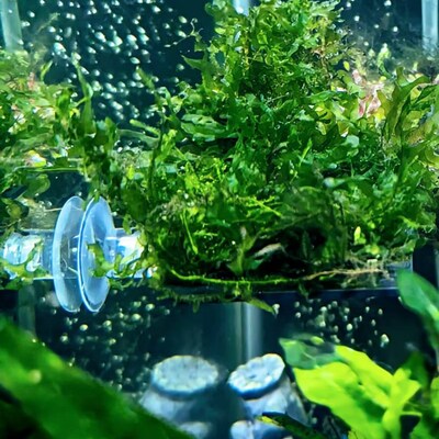 Live Subwassertang Moss Aquarium Plant Fast and Easy to Grow With Low ...